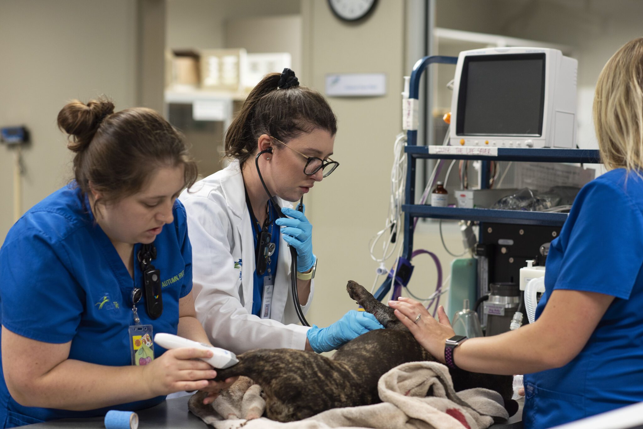 Emergency Veterinary Hospital -IndyVet - 24 Hr Emergency Animal Clinic